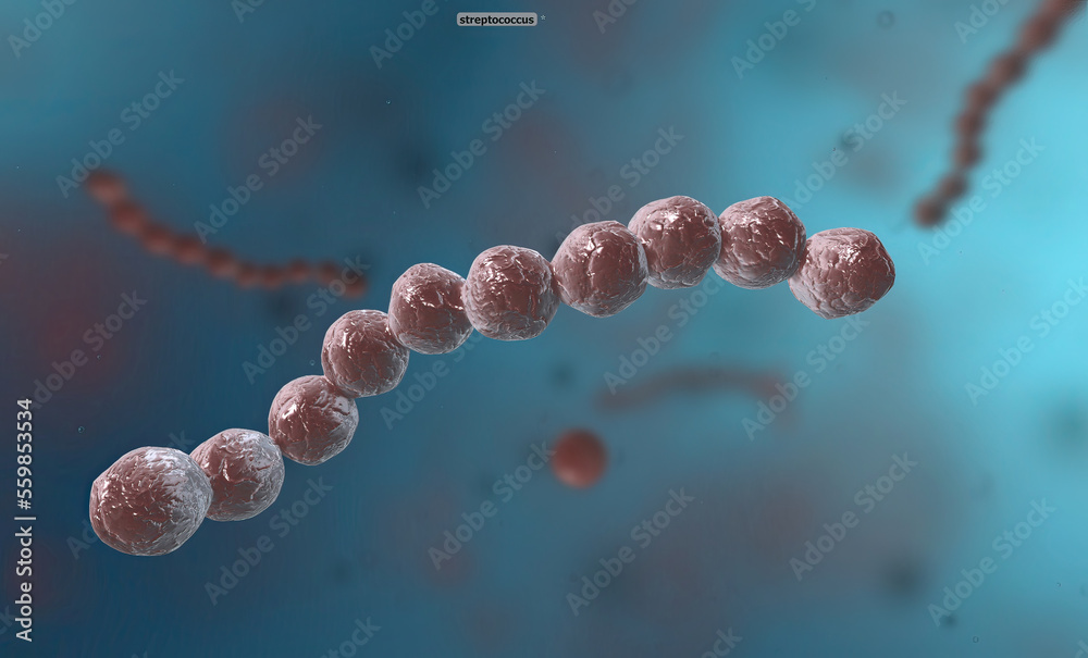 Spirillum is a bacterium from the Proteobacteria phylum with a spiral-shaped cell morphology ...