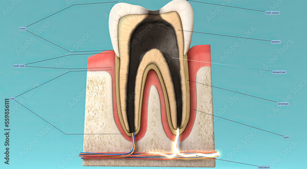 Anatomy of the tooth and gums and the supporting structures surrounding ...