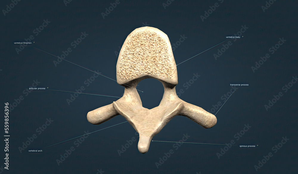 Thoracic vertebrae compose the middle segment of the vertebral column ...