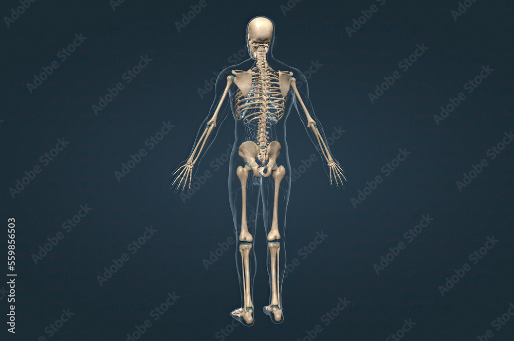 human skeleton, the internal skeleton that serves as a framework for ...
