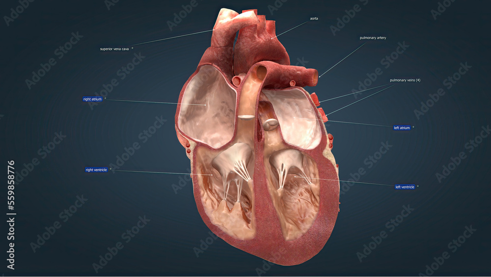 Anatomy of the Human Heart Stock Illustration | Adobe Stock