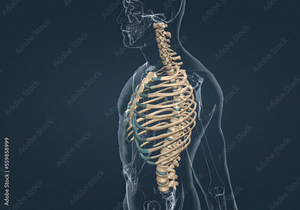 The bones of the rib cage are the thoracic vertebrae, twelve pairs of ...