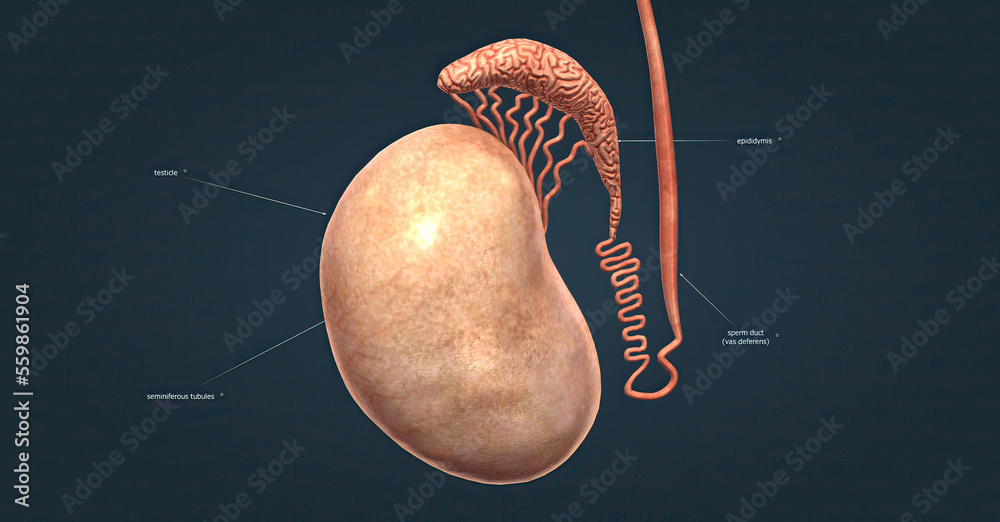 Testicle And Epididymis Cross Section Stock イラスト Adobe Stock