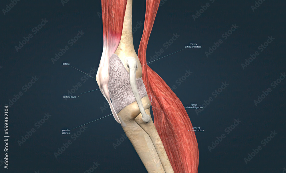 Knee joint anatomy, different structures in and around the knee. Stock ...