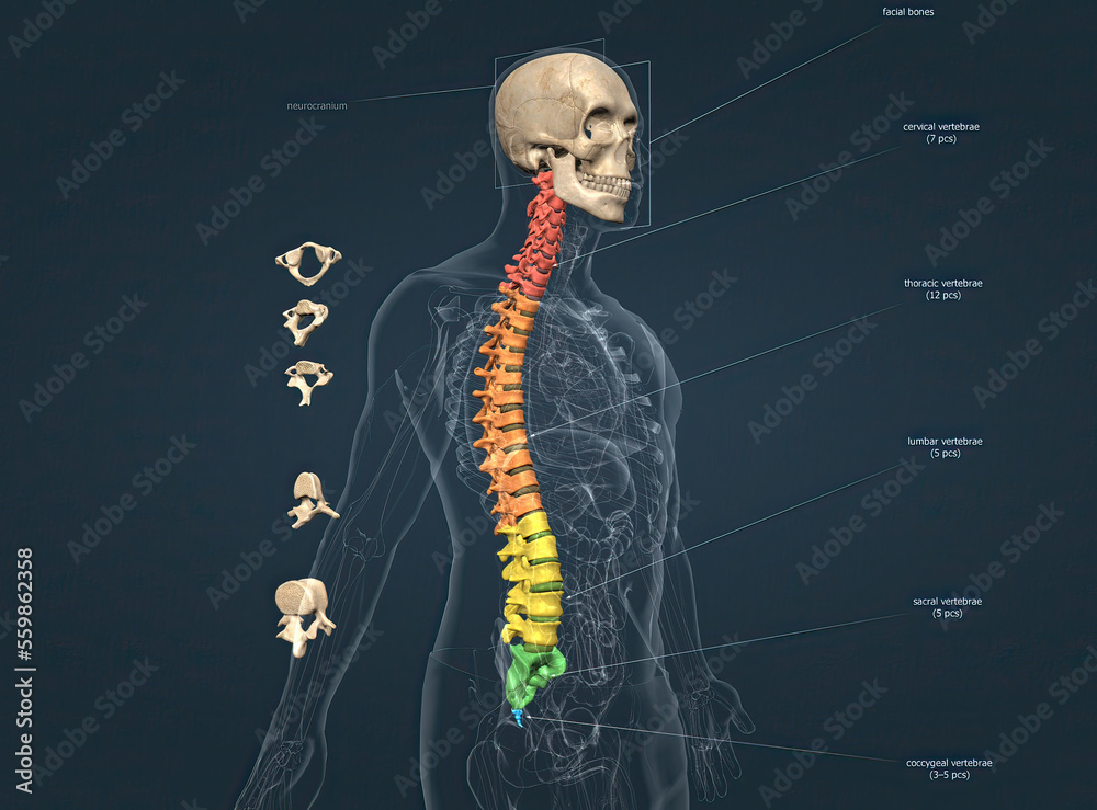 Structure of human skull and spinal column Stock Illustration | Adobe Stock
