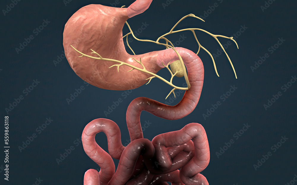 A tube that carries bile from the liver and gallbladder, through the ...