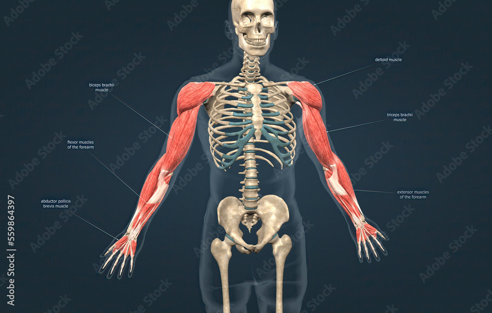 Male the pectoralis major, latissimus dorsi, deltoid, and rotator cuff ...
