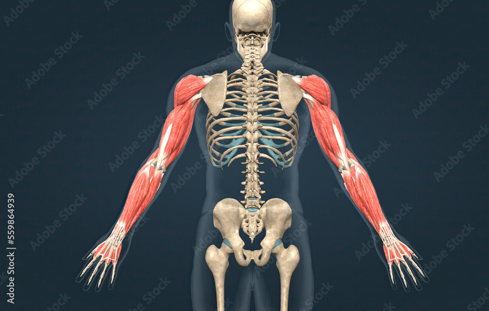 Male the pectoralis major, latissimus dorsi, deltoid, and rotator cuff ...