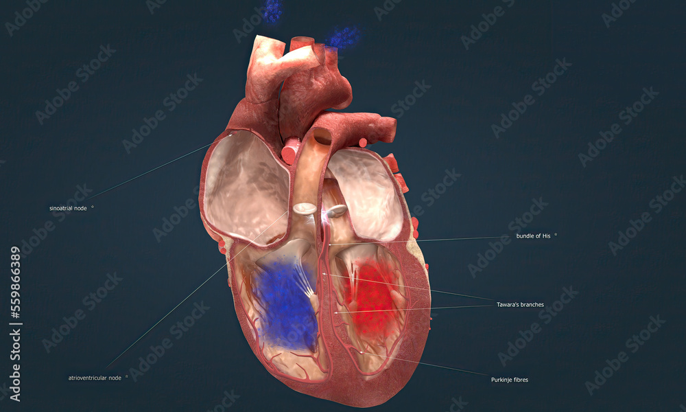 ภาพประกอบสต็อก Cardiac Conduction The heart conduction system is the ...