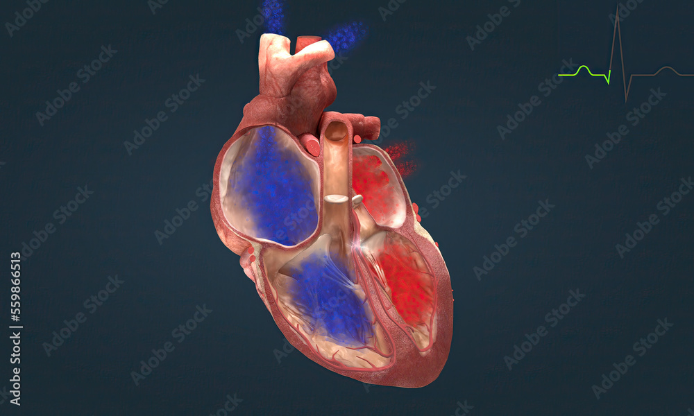 Cardiac Conduction The heart conduction system is the network of nodes ...