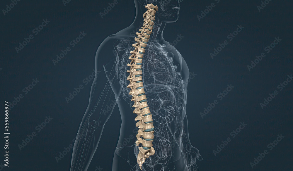 The spinal cord lies inside the spinal column, which is made up of 33 ...
