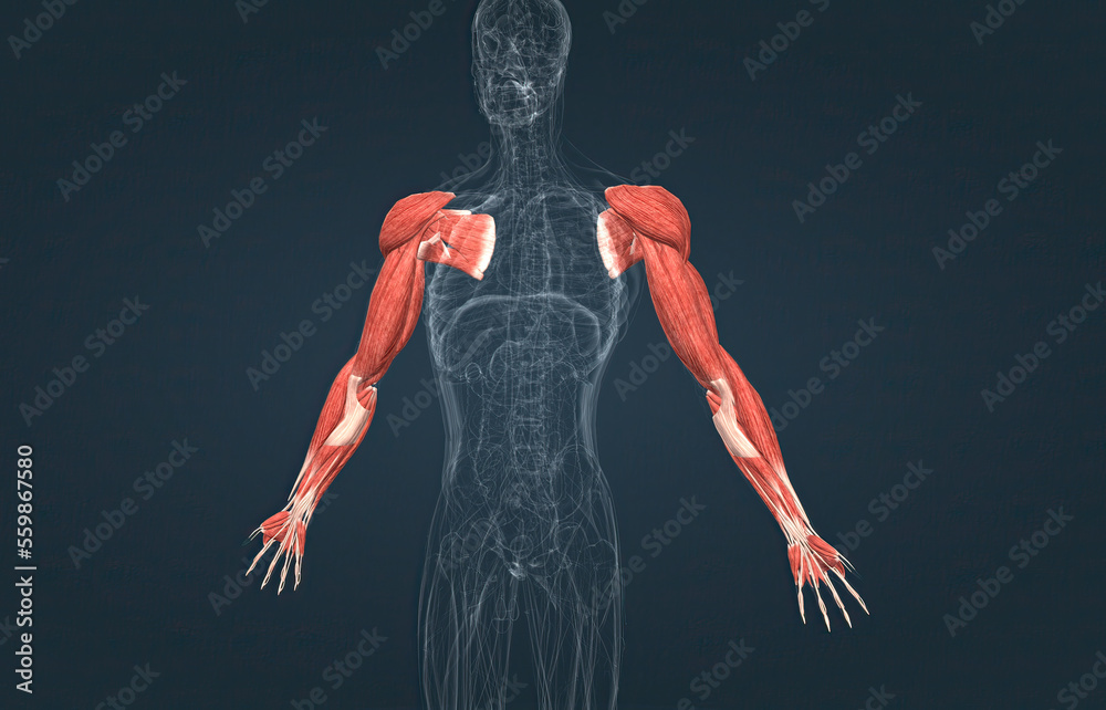 Male the pectoralis major, latissimus dorsi, deltoid, and rotator cuff ...