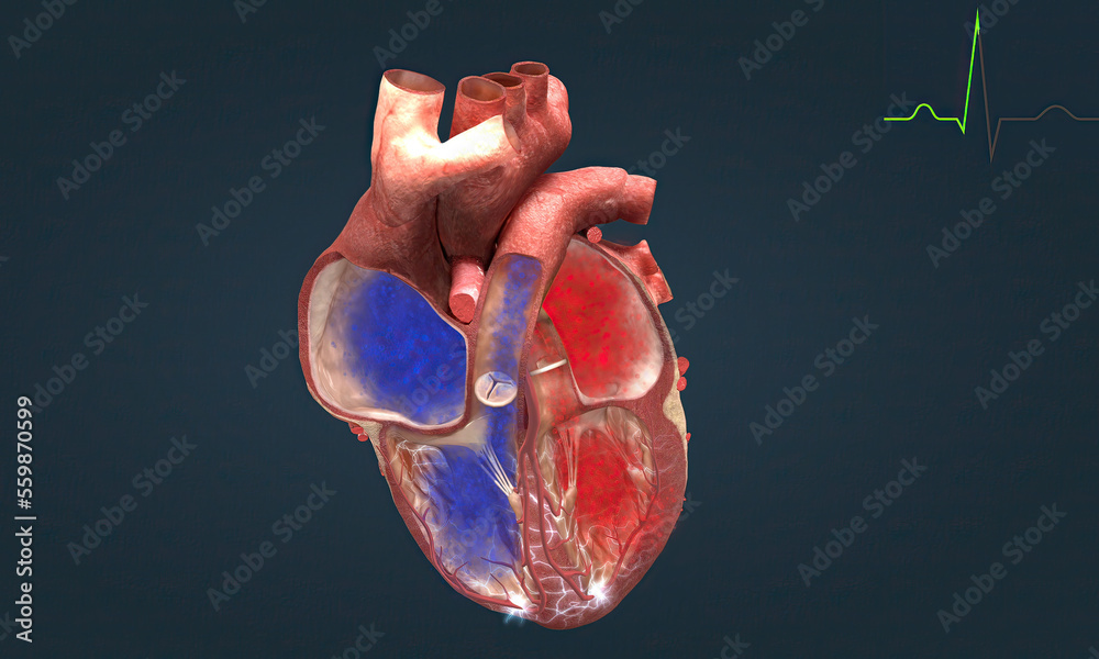 Cardiac Conduction The heart conduction system is the network of nodes ...