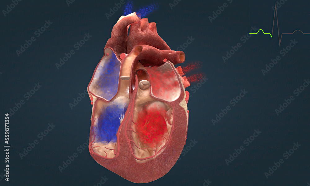 Cardiac Conduction The heart conduction system is the network of nodes ...