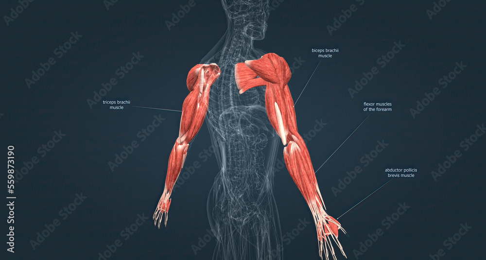Muscles of the upper limbs Stock Illustration | Adobe Stock