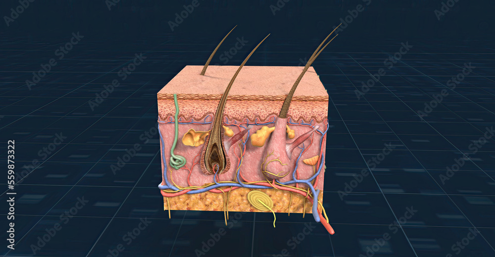 Anatomy of the skin, showing the epidermis, dermis, and subcutaneous ...