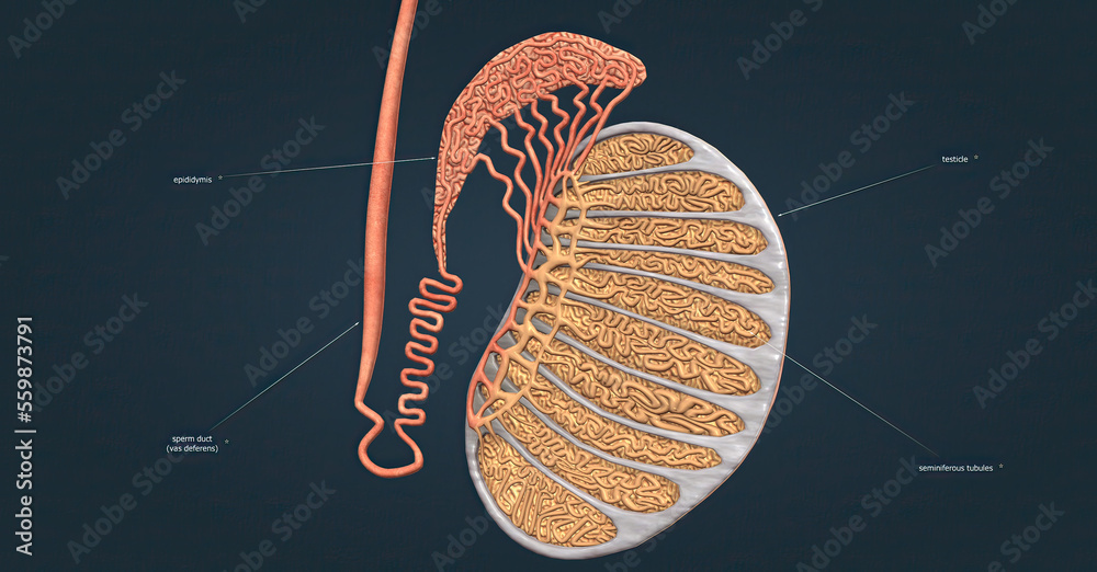 Testicle and Epididymis, Cross Section Stock Illustration | Adobe Stock