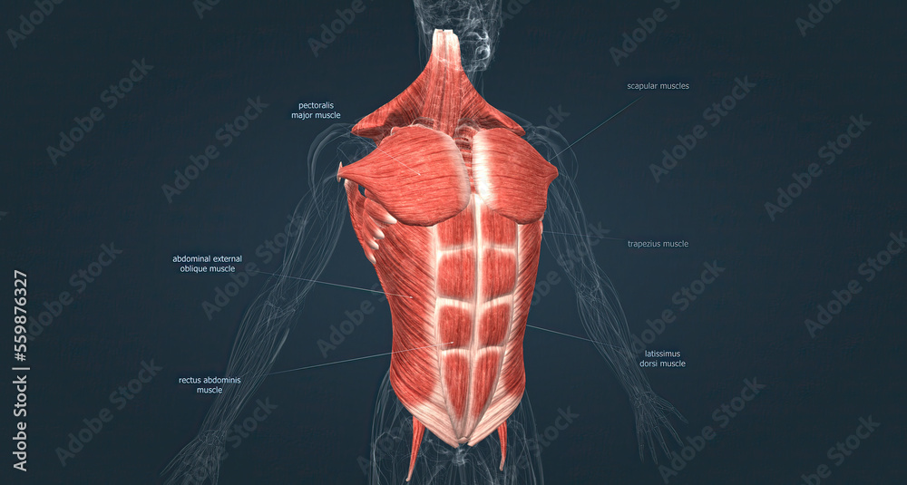 Human muscles of the torso Stock Illustration | Adobe Stock