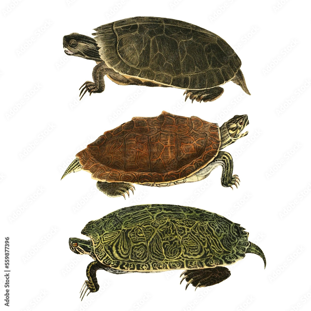 Botanical illustration of different types of turtles on a white ...