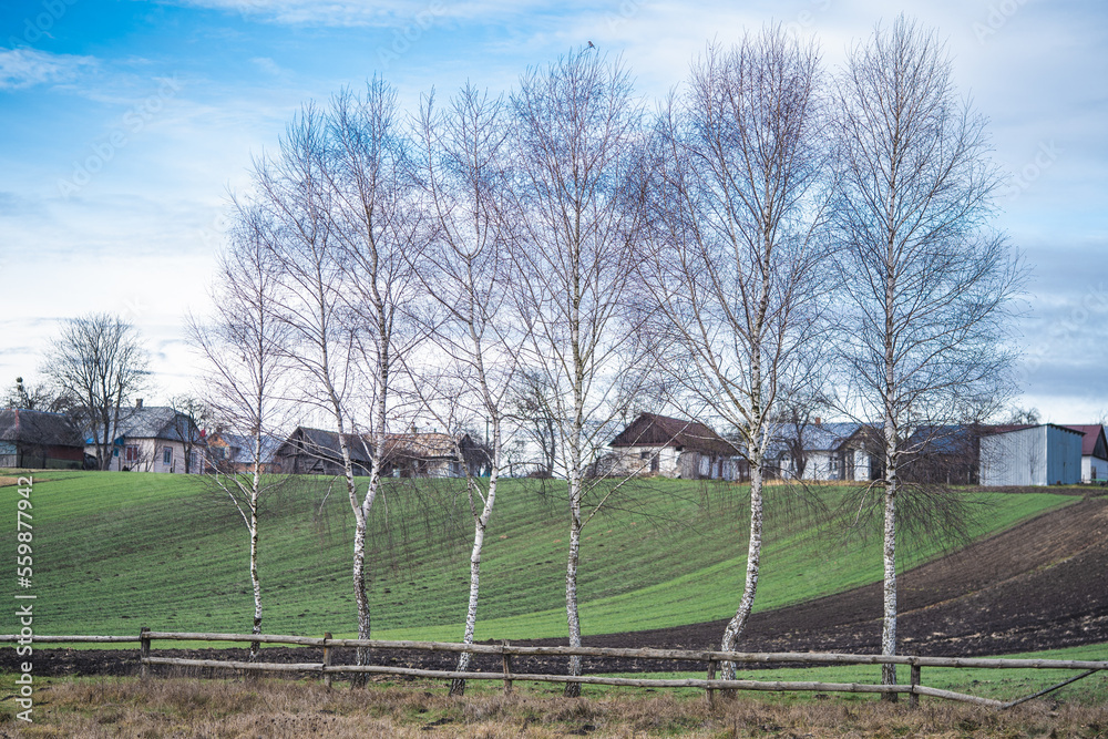 beautiful birch trees grow in a row against the background of sown ...