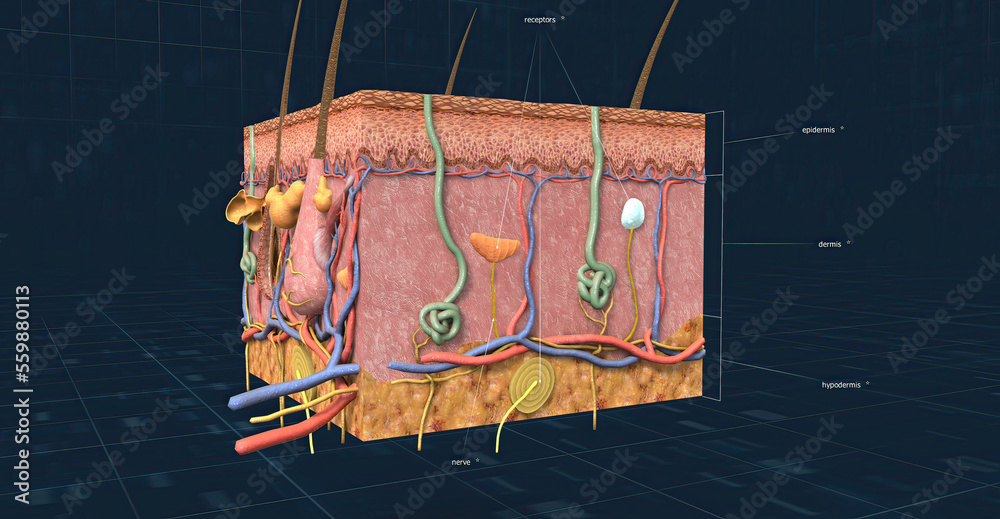 Anatomy of the skin, showing the epidermis, dermis, and subcutaneous ...