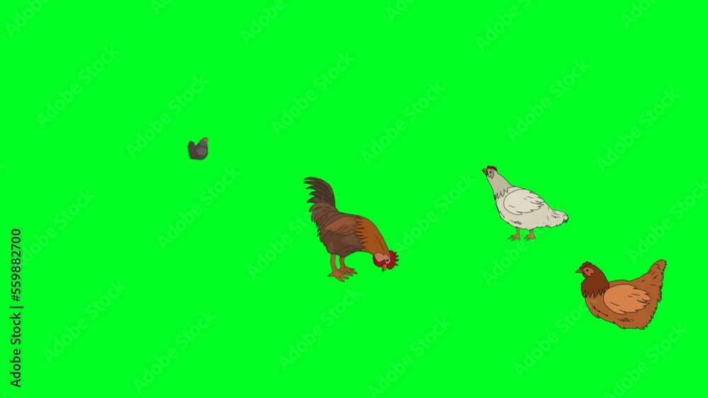 (Green screen animation) 2D cycle of several chickens and a rooster ...