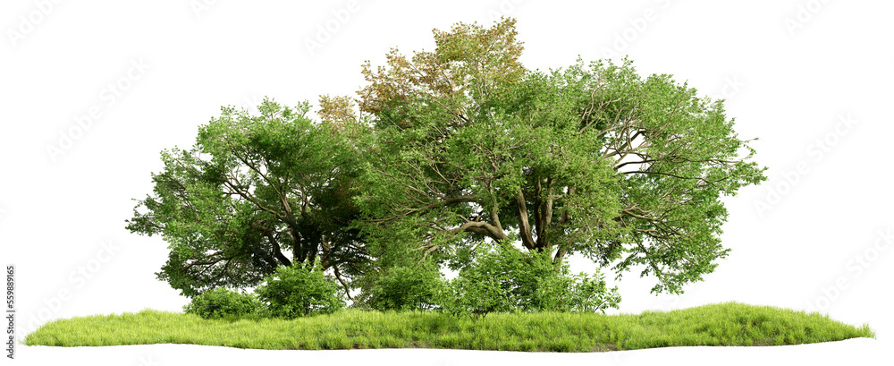 Green oak trees, shrubs and meadow isolated on transparent background. Forest or park design ...