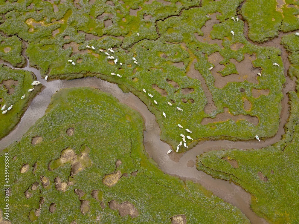 Overhead birds eye view flock of sheep on salt marsh in Wales Stock ...