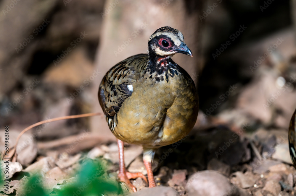 Long white eyebrows, wide cheeks and white neck. Red eye skin. Black ...