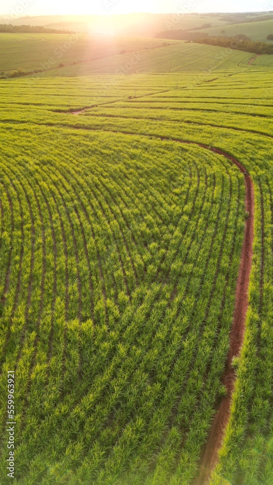 Sugar cane hasvest plantation aerial. Aerial top view of a agriculture ...