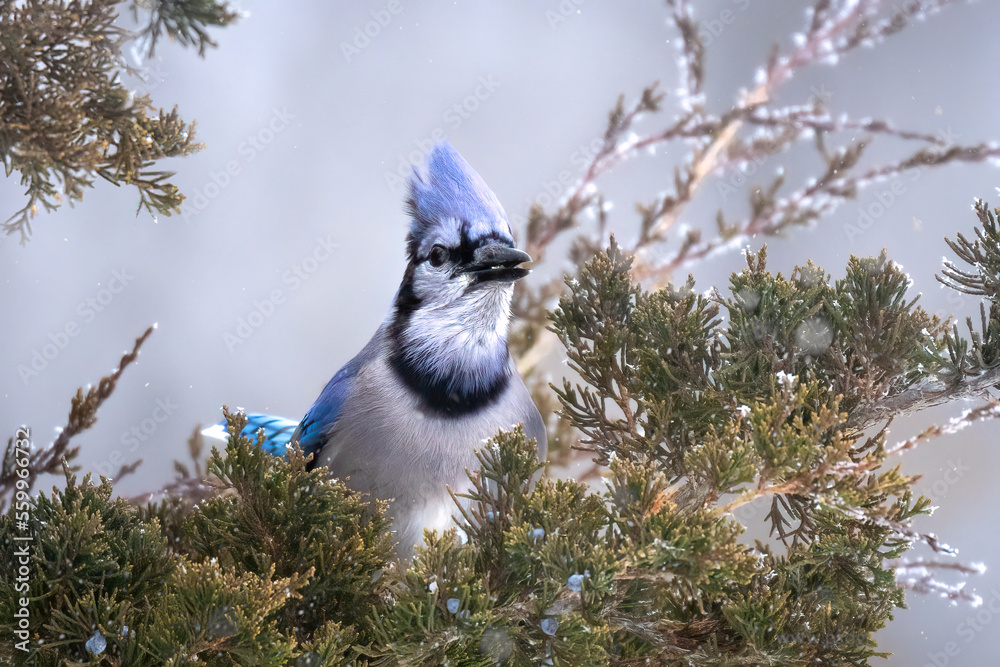 Jays and Junipers. Blue Jay (Cyanocitta cristata) perched and alert ...
