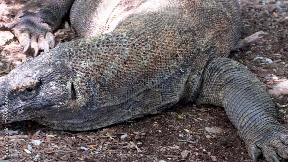 Large Komodo Dragon moving and stretching claws closeup in Komodo ...