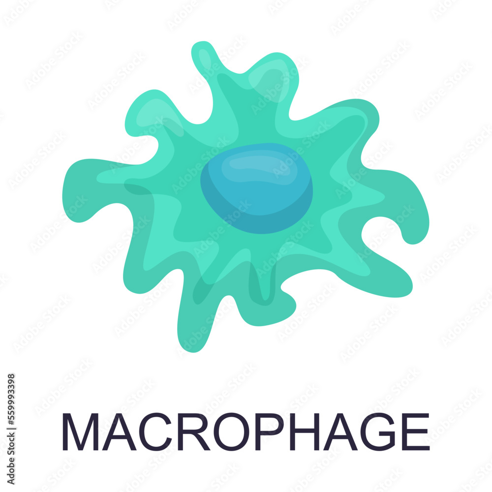 Blood cell. Drawing of leukocytes, neutrophil, monocyte, basophil ...