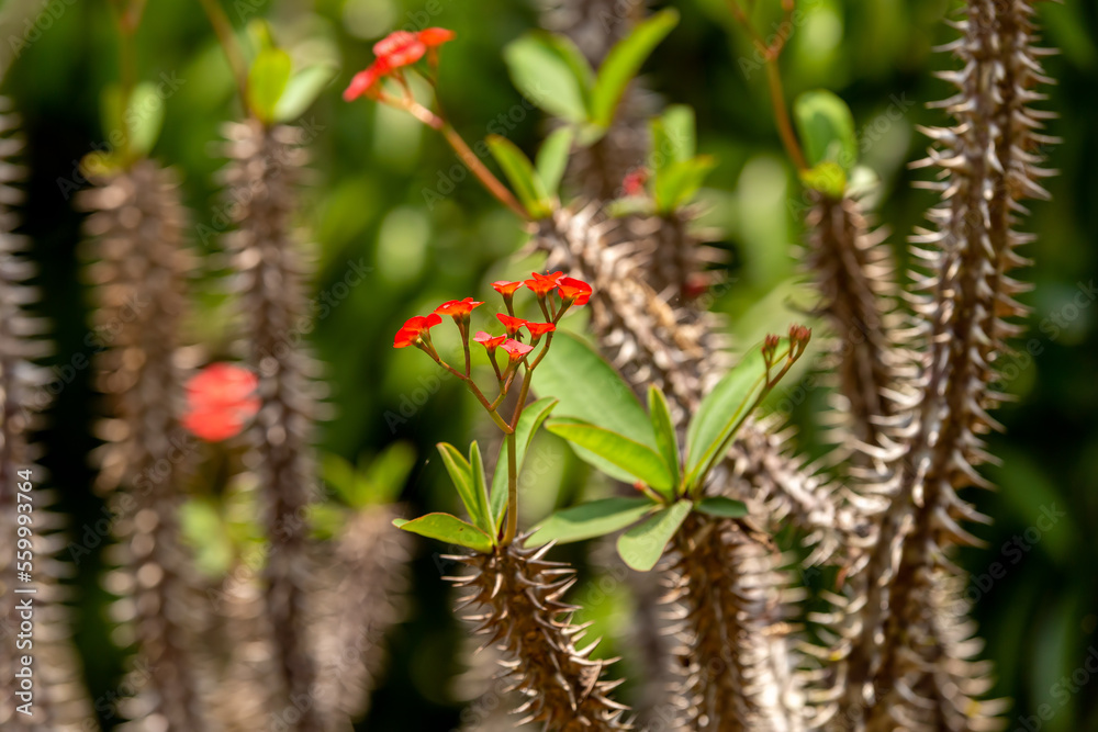 Wild forest red flower, Crown of thorns, (Euphorbia milii Des Moul ...