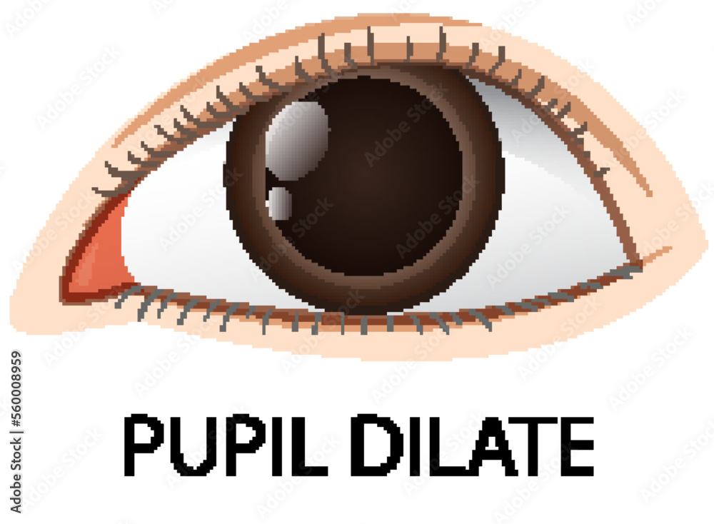 Dilated pupil human eye vector Stock Vector | Adobe Stock