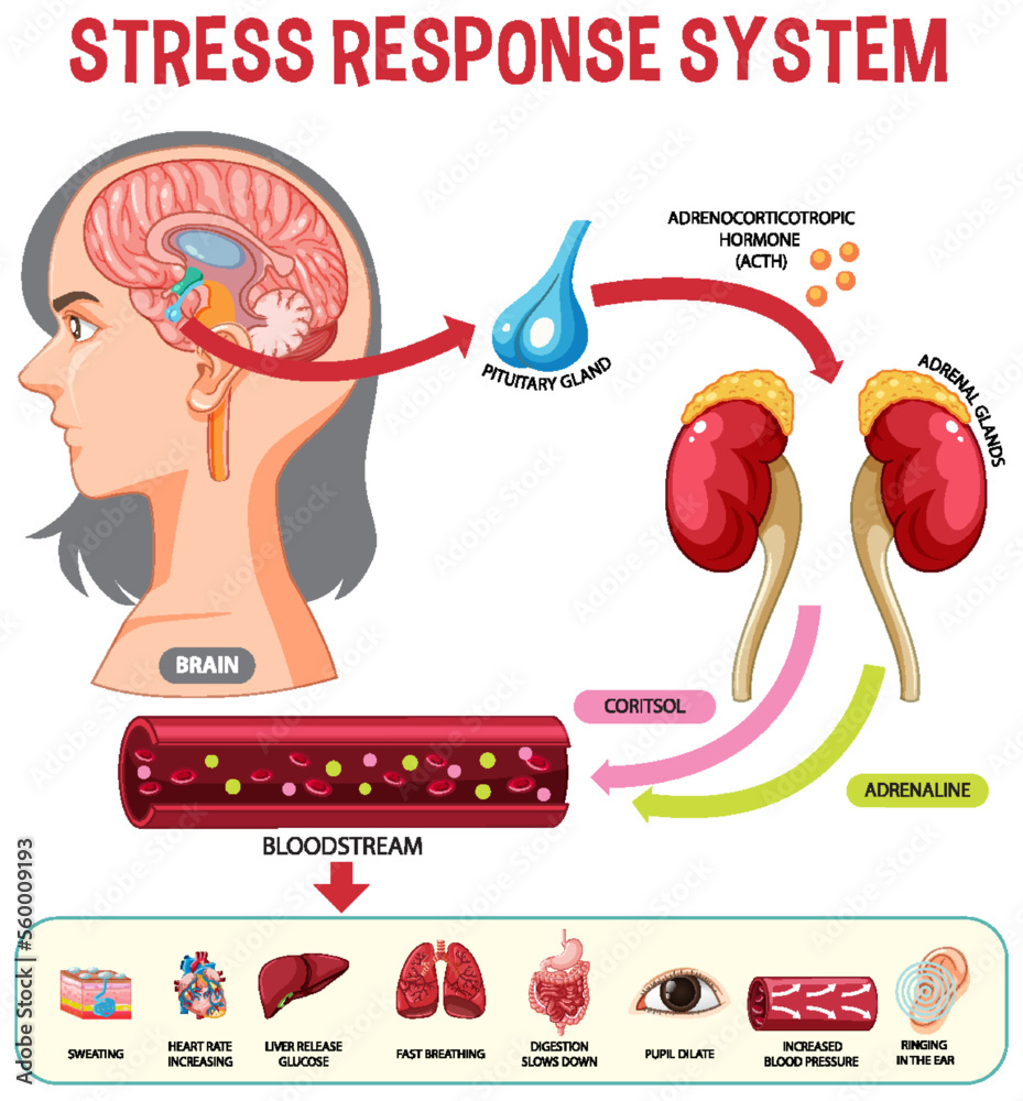 Stress response system scheme Stock Vector | Adobe Stock
