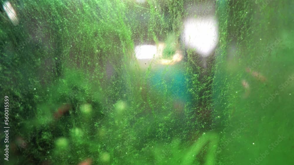 Algae in a home dirty aquarium, glass covered with different types of ...