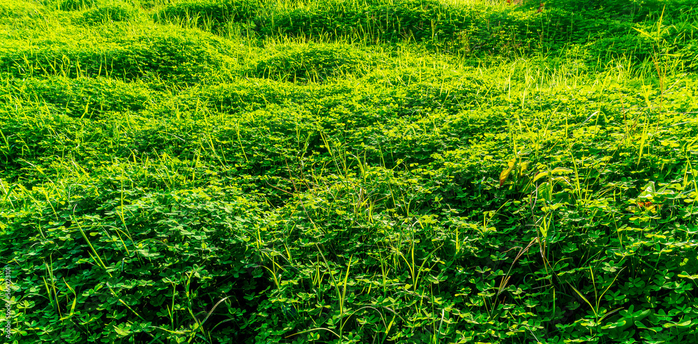 pattern of green valley landscape with young shiny grass, green nature ...