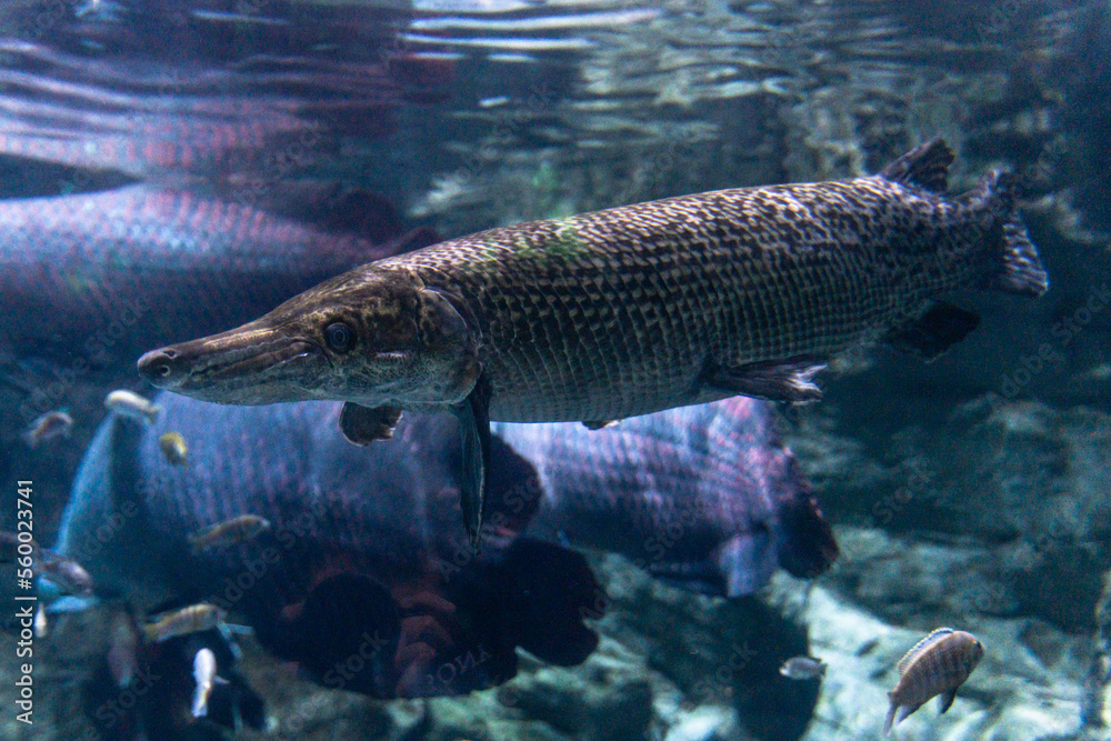 North American alligator gar swimming underwater ornamental fish Stock ...