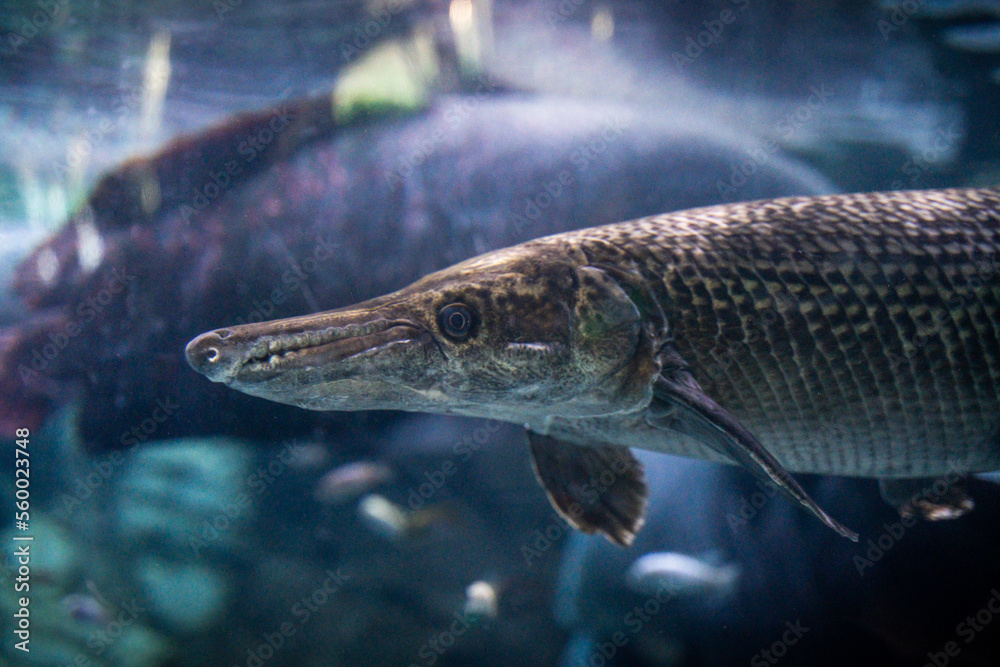 North American alligator gar swimming underwater ornamental fish Stock ...