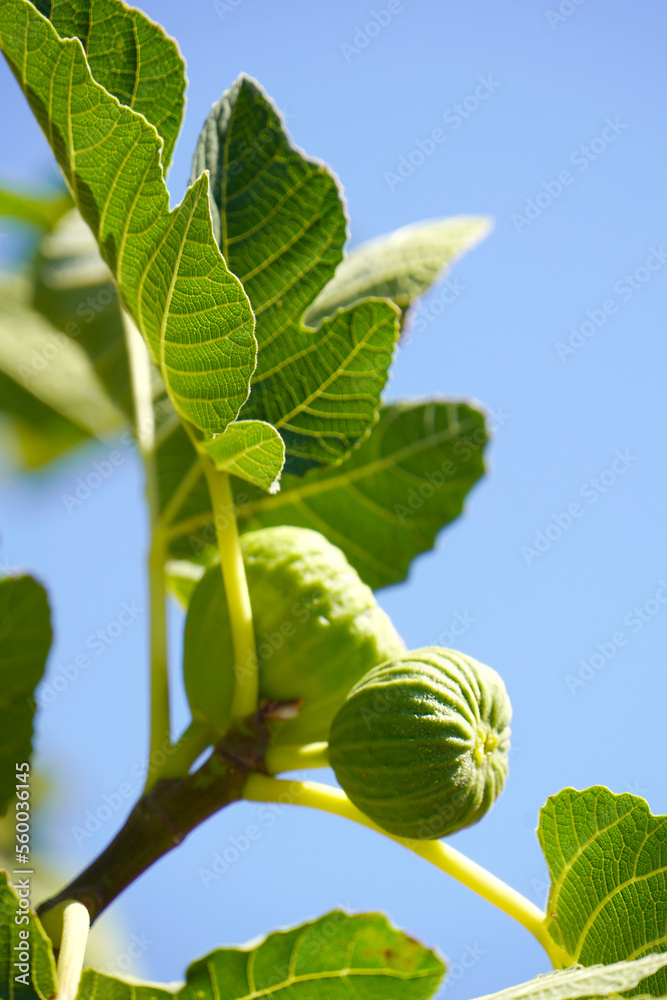 Fig fruts in a fig tree. Ficus carica, fig fruit, green fig ...
