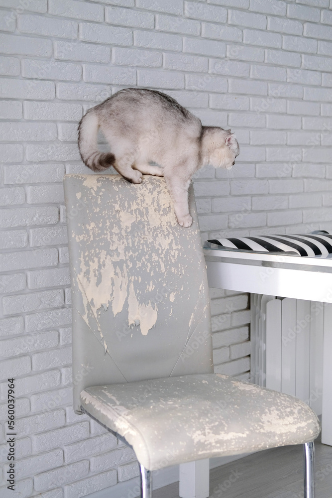 The kitten sharpens its claws on the back of a chair. The cat spoils ...