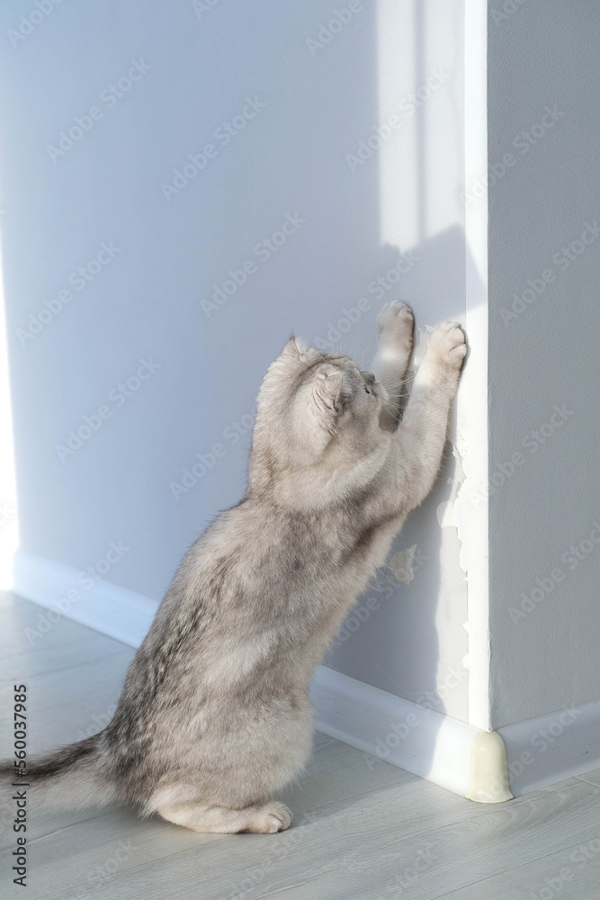 The kitten tore the wallpaper with its claws. The cat spoils the ...