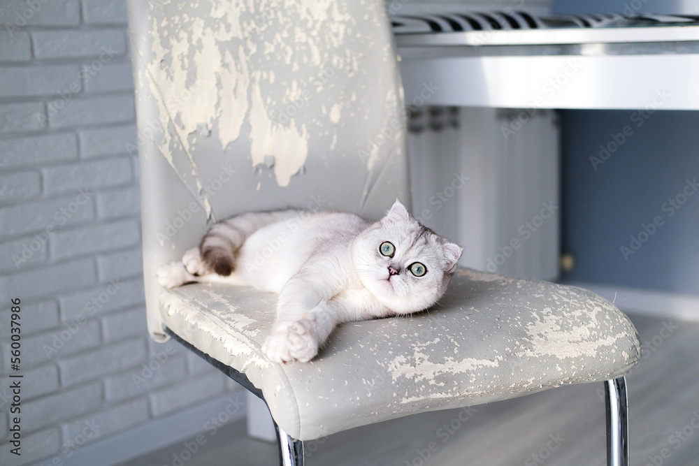 The kitten lies on a ruined chair with its claws. The cat spoils the ...