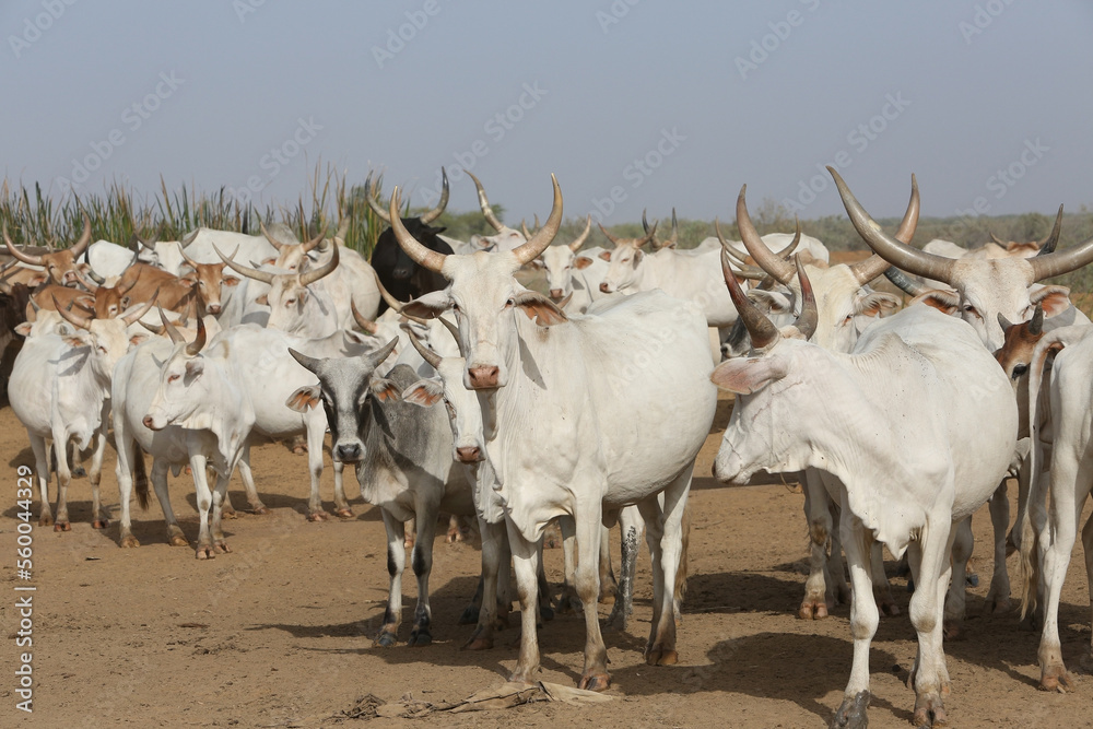 Zebu cow grazes on field in Senegal, Africa. Zebu (Bos indicus or Bos ...