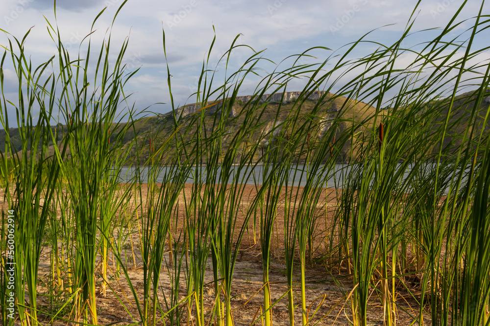 Reed mace plant also known as cat - tail, bulrush, swamp sausage, punks ...