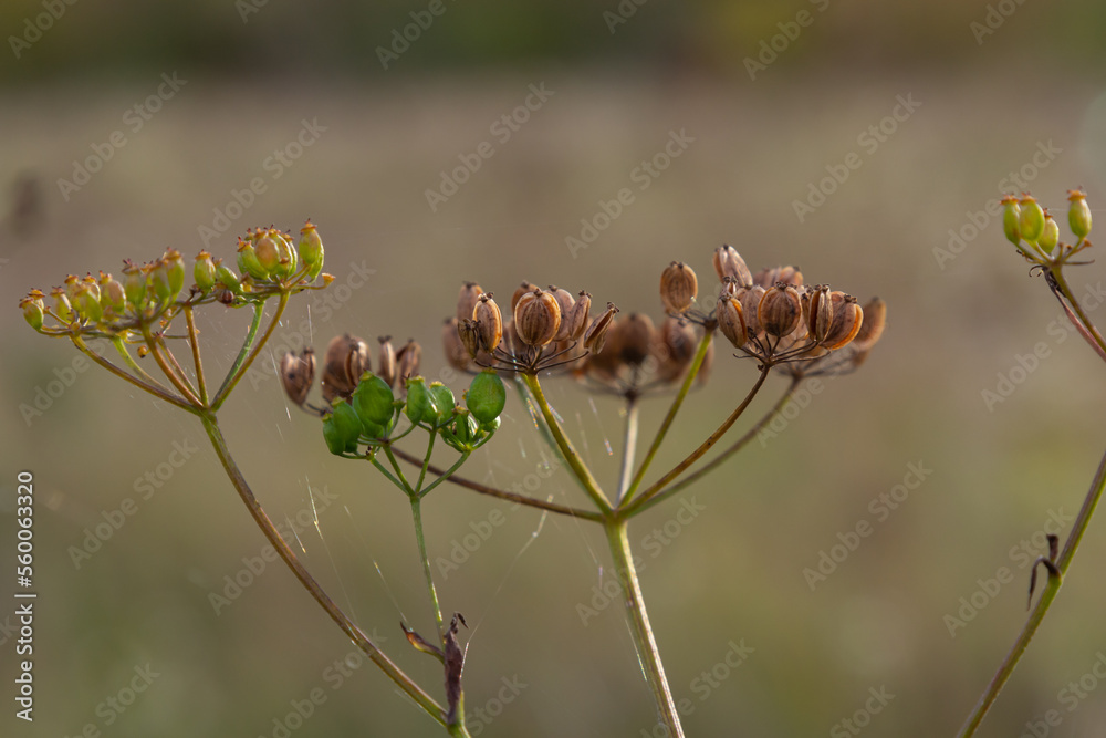 Macro photography of the wild fennel flower in Menorca. Foeniculum ...