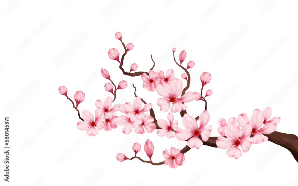 cherry blossom branch with sakura flower. sakura white background ...