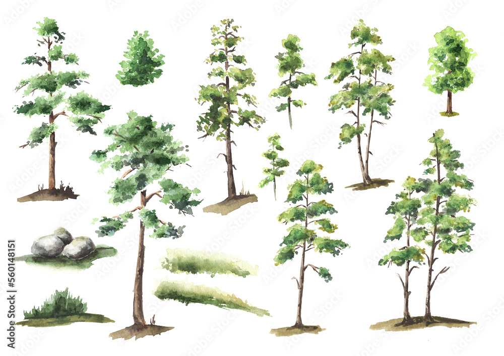 Forest trees set. Hand drawn watercolor illustration isolated on white ...