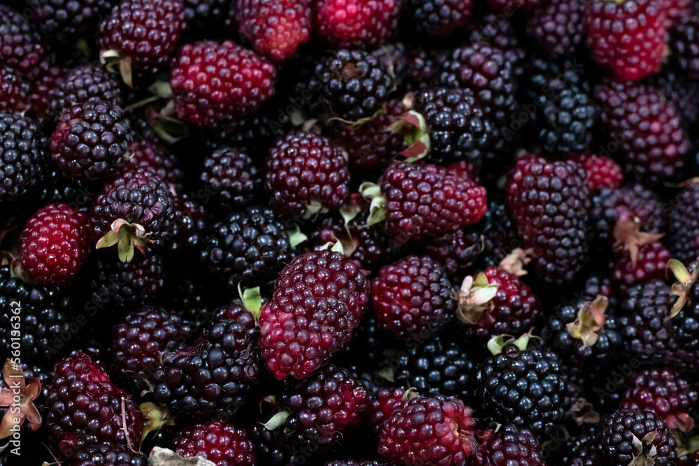 Grupo de moras, para uso de fondo o diseños Stock Photo | Adobe Stock
